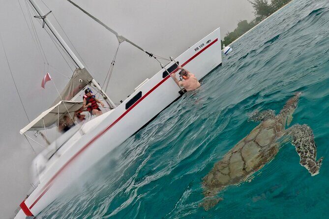 Ches snorkel cruise! turtles & shipwrecks (semi private) - Who Will Love This Tour?