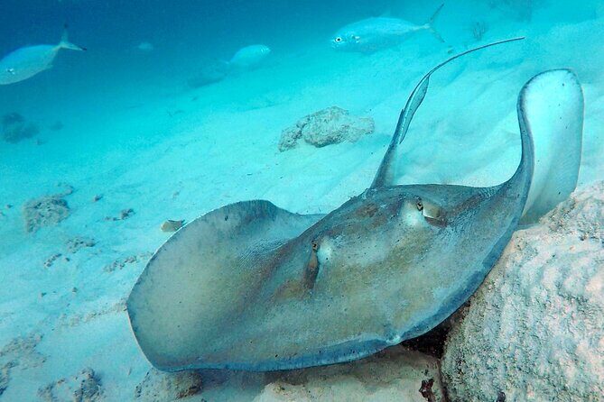 Ches snorkel cruise! turtles & shipwrecks (semi private) - Final Thoughts