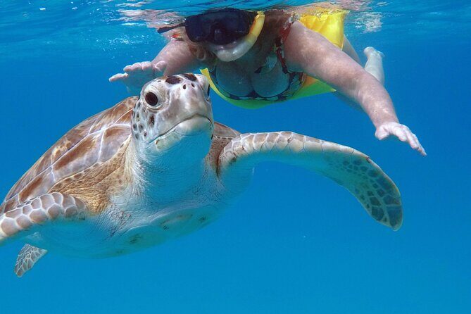 Ches snorkel cruise! turtles & shipwrecks (semi private) - FAQs