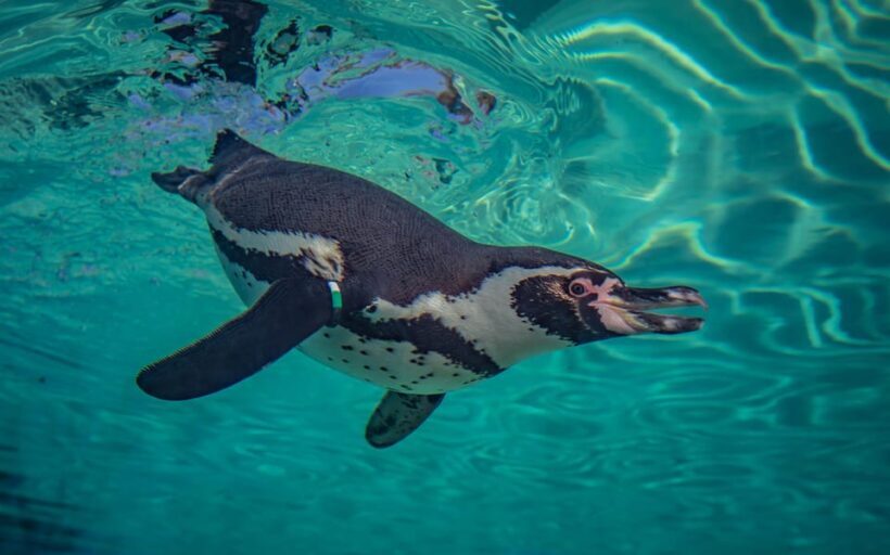 Chester: Chester Zoo Entry Ticket - Key Points