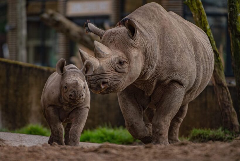 Chester: Chester Zoo Entry Ticket - The Daily Experiences and Educational Opportunities