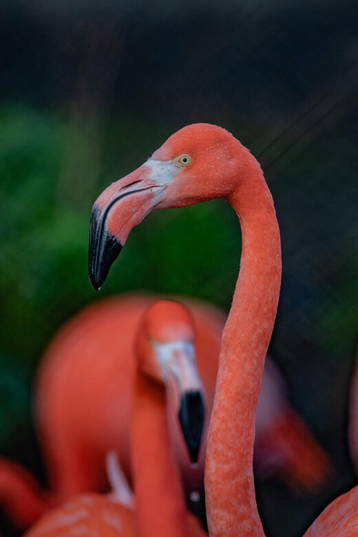 Chester: Chester Zoo Entry Ticket - Value for Money and Overall Experience