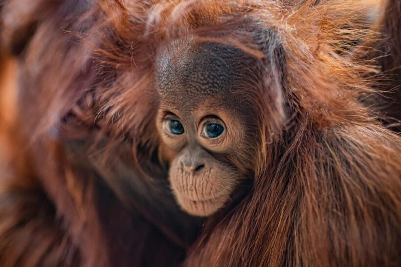 Chester: Chester Zoo Entry Ticket - The Sum Up: Is Chester Zoo Worth It?