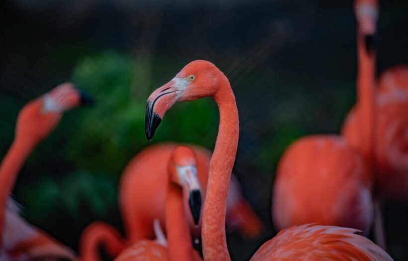 Chester: Chester Zoo Entry Ticket - FAQ