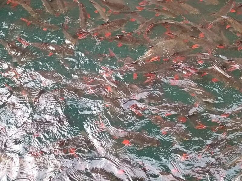 Chewlan Lake Day Trip No Trekking - FAQ