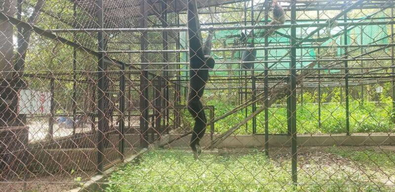 Chi so mountain _ Ta moa zoo_ Bati temple Tour - Final Thoughts