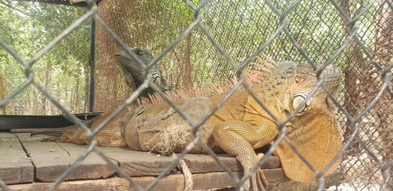 Chi so mountain _ Ta moa zoo_ Bati temple Tour - FAQ