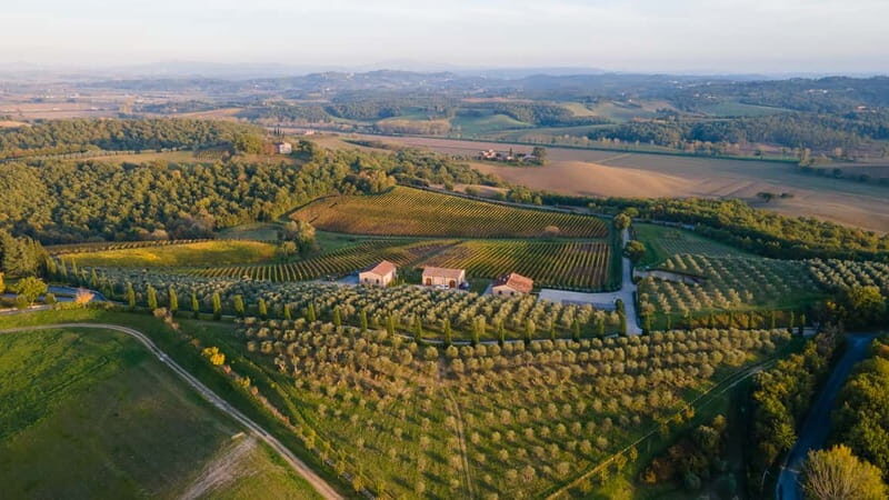 Chianciano Terme: Private Guided Winery Tour & Wine Tasting - An In-Depth Look at the Tour