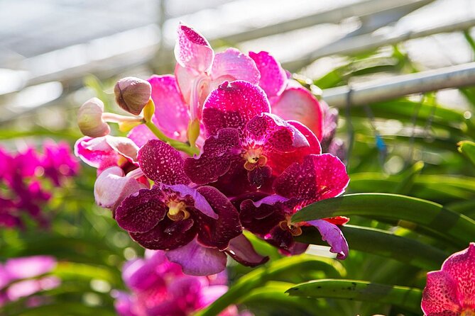 Chiang Dao Cave & 5 Hill Tribe villages - Who Should Consider This Tour?