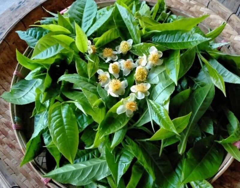 Chiang Dao Trekking & Hidden Village Adventure - Frequently Asked Questions