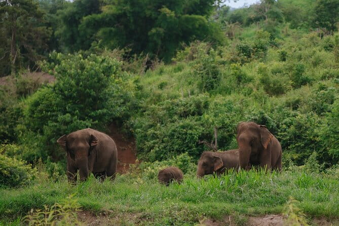 Chiang Mai 4 in 1 : 2 days - 1 Nights. Elephants Camp + Adventure - The Value of the Tour