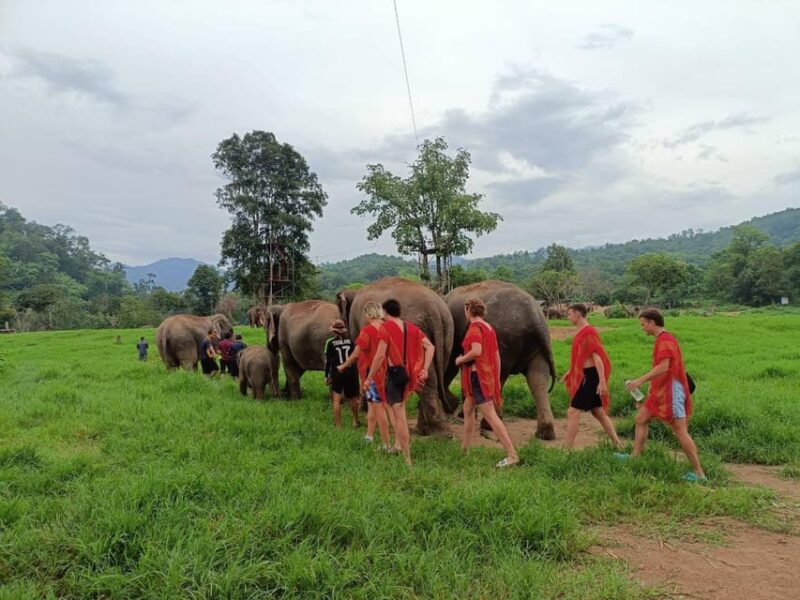 Chiang Mai : ATV Tour + Elephant Care - Practical Tips for Travelers