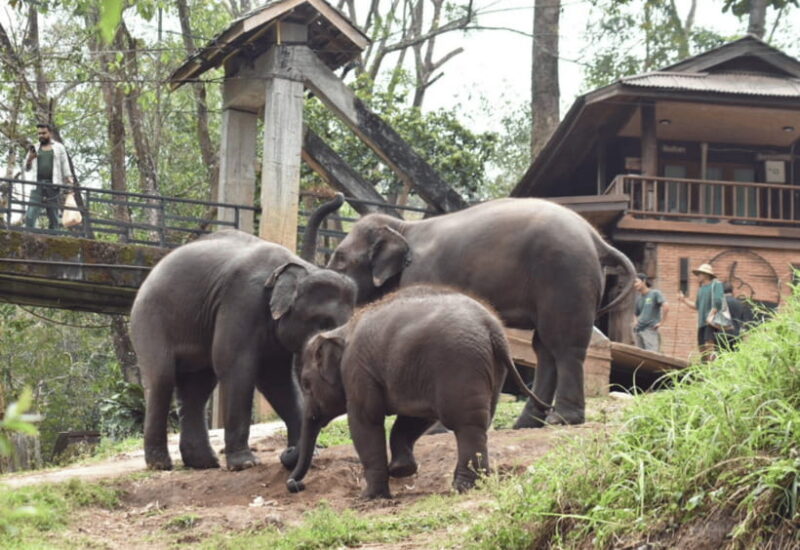 Chiang Mai: Bamboo Rafting with Hotel Transfers - Final Thoughts: Who Is This Tour For?