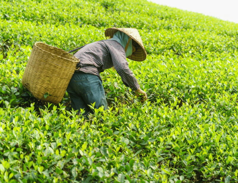 Chiang Mai: Chiang Rai Highlights & Scenic Landscapes Tour - How the Price Reflects the Value