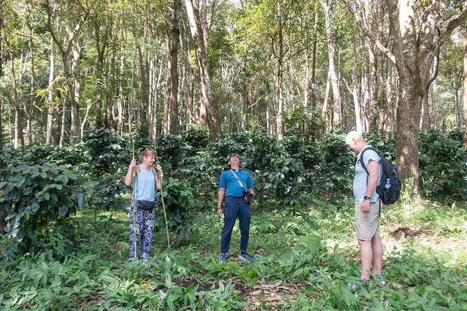 Chiang Mai Coffee Tour: Trekking to Farm, Roast and Brew Workshop - Roasting Your Own Coffee