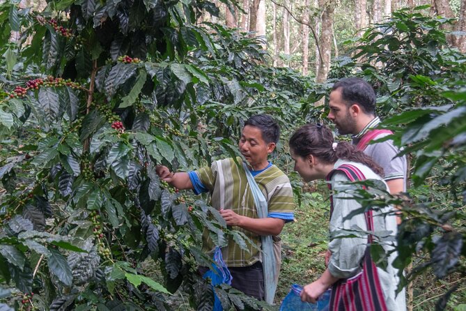 Chiang Mai Coffee Tour: Trekking to Farm, Roast and Brew Workshop - What Makes This Tour Special?