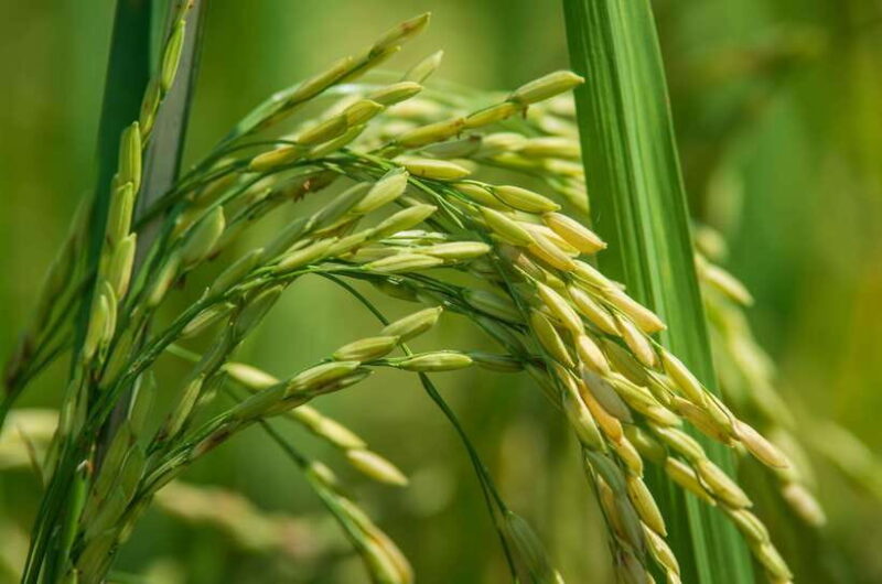 Chiang Mai: Countryside Adventure by Bike - Authentic Highlights and Real Experiences from Reviews