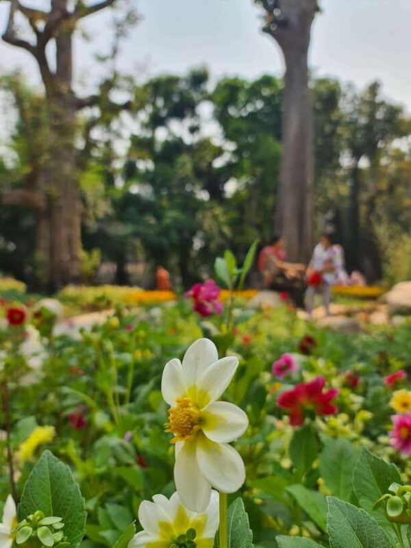 Chiang Mai: Dantewada Land of Angels & Sticky Waterfall Tour - Who Is This Tour Best For?