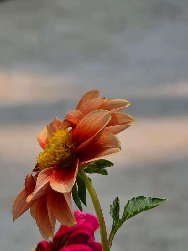 Chiang Mai: Dantewada Land of Angels & Sticky Waterfall Tour - FAQ About the Tour