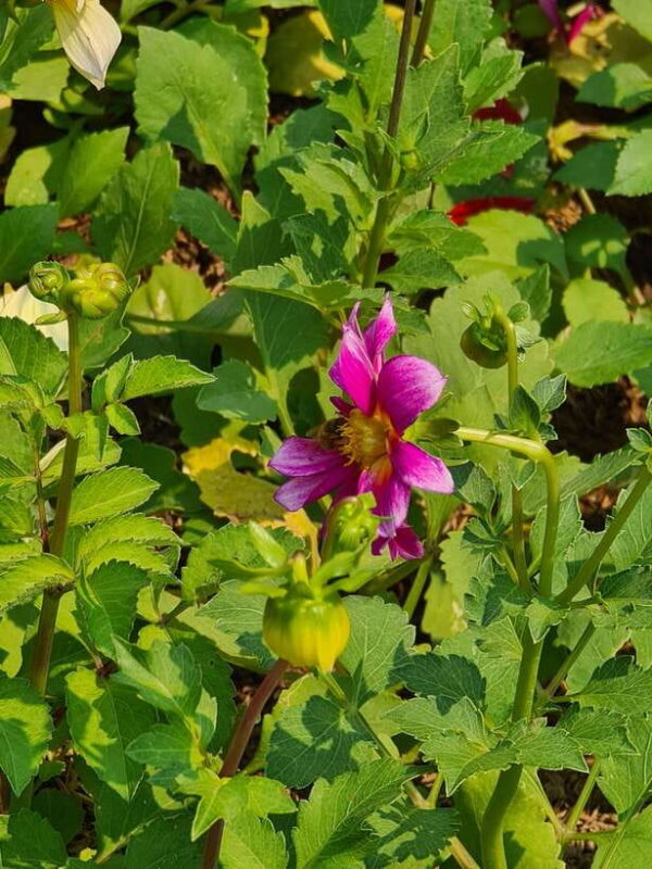 Chiang Mai: Dantewada Land of Angels & Sticky Waterfall Tour - Final Thoughts