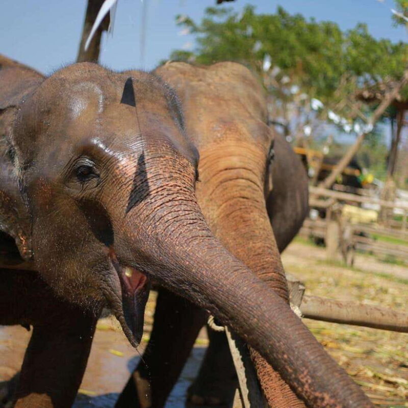 Chiang Mai: Dantewada ,Wat Ban Den Temple & Cafe Elephant - Why This Tour Stands Out