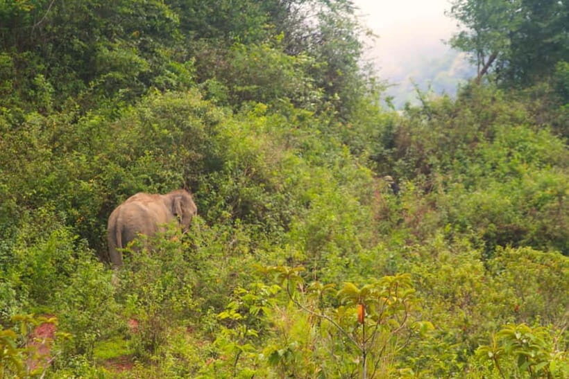 Chiang Mai: Day for Elephant Observation Only Half-day Trip - What makes this tour unique?