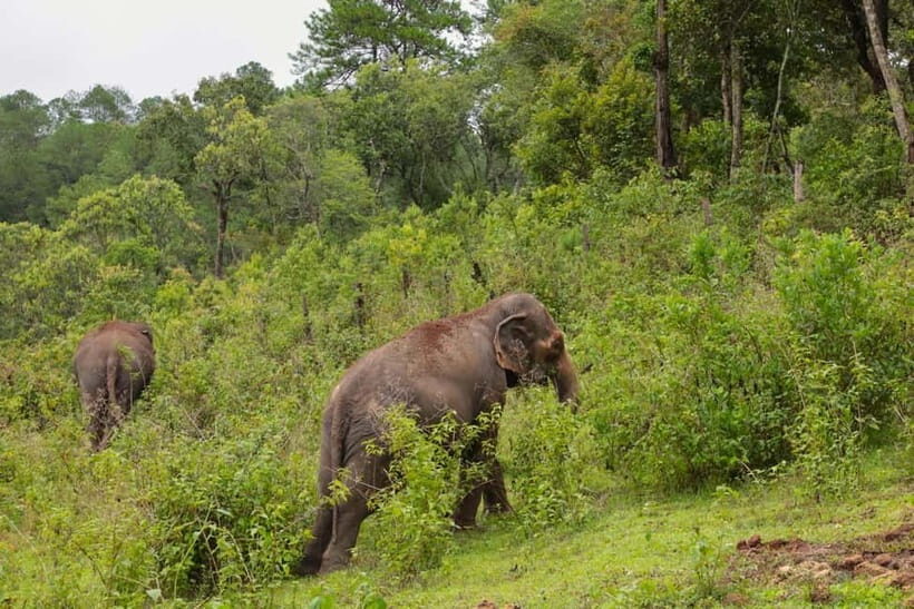 Chiang Mai: Day for Elephant Observation Only Half-day Trip - Observing Elephants in Their Environment