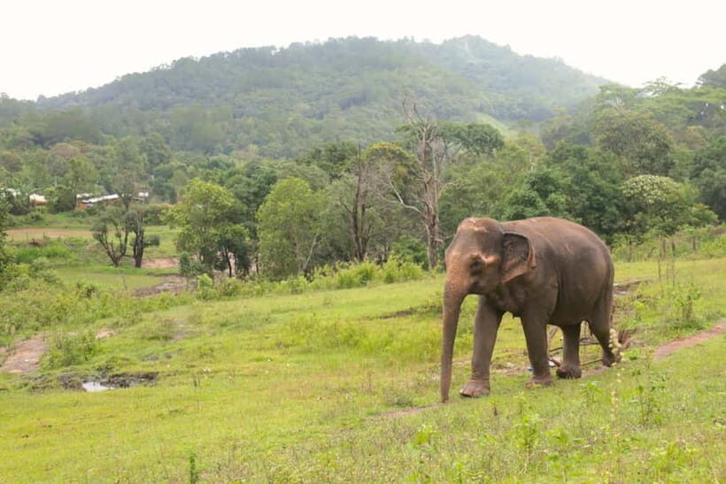 Chiang Mai: Day for Elephant Observation Only Half-day Trip - The Experience’s Overall Value