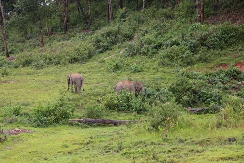 Chiang Mai: Day for Elephant Observation Only Half-day Trip - Practical Tips for Travelers