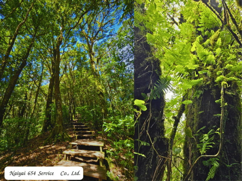 Chiang Mai: Doi Inthanon Day Tour with a Local by Songthaew. - Detailed Breakdown of the Itinerary