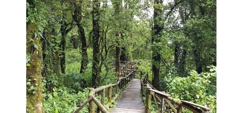 Chiang Mai: Doi Inthanon Hike, Coffee, and Tree Planting - Practical Tips for Travelers