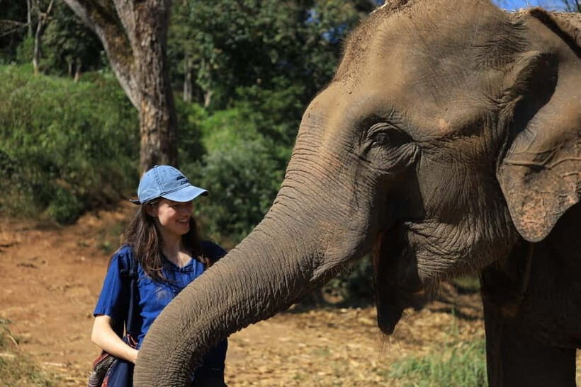 Chiang Mai: Doi Inthanon Hiking Tour & Elephant Care Program - Key Points