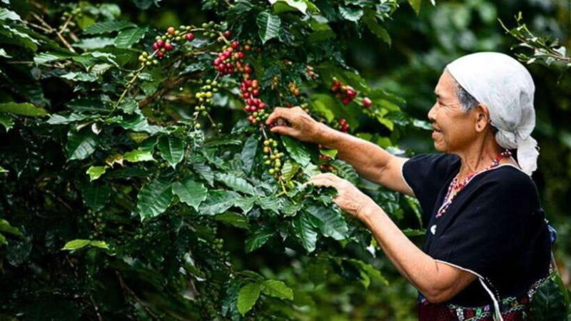 Chiang Mai: Doi Inthanon National Park Sightseeing Only - Exploring Doi Inthanon: A Well-Rounded Day Trip From Chiang Mai