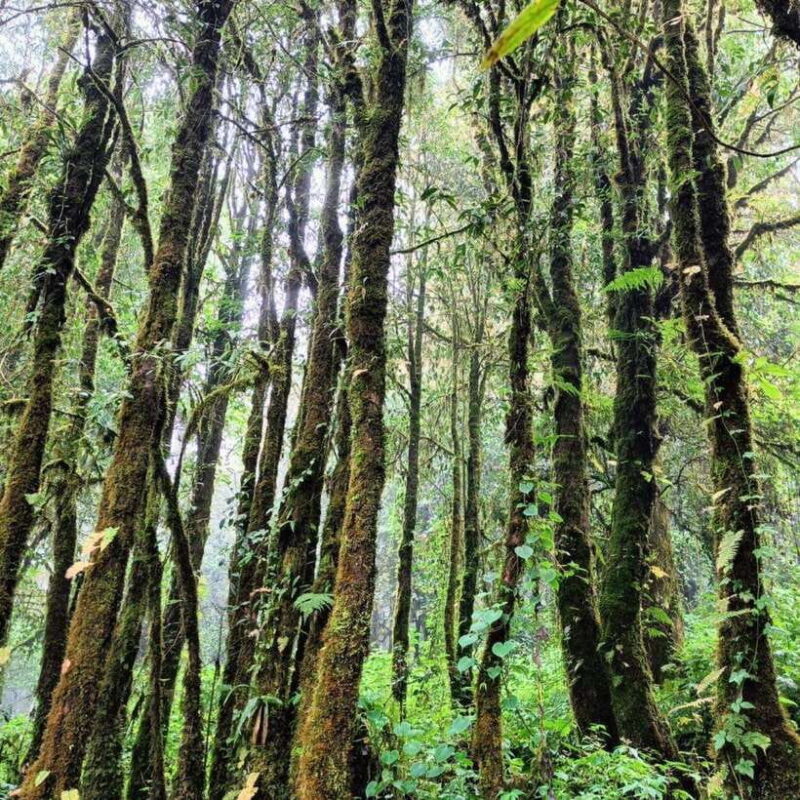 Chiang Mai: Doi Inthanon National Park & Waterfall Day Tour - Timing and Transportation