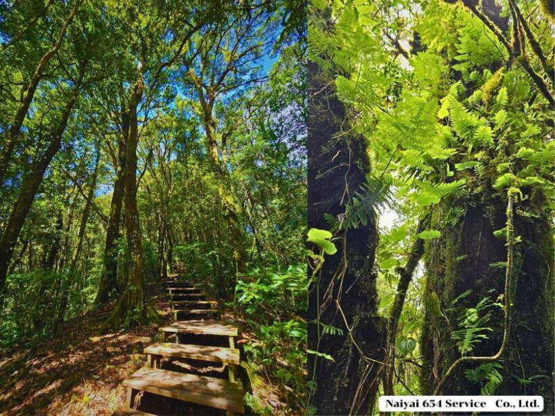 Chiang Mai: Doi Inthanon One-Day Tour with a Private Driver - Who Should Book This Tour?