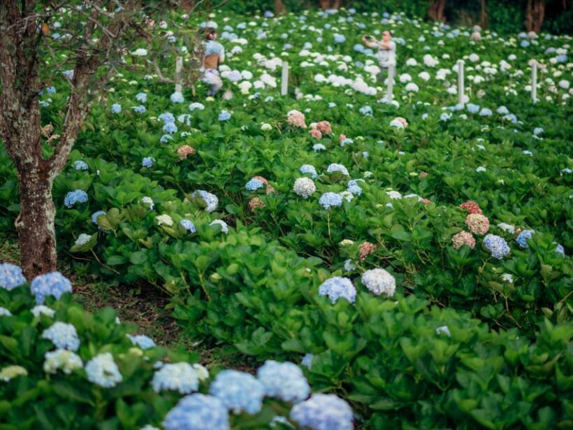 Chiang Mai: Doi Inthanon Park and Pha Dok Siew Trail Trek - FAQs