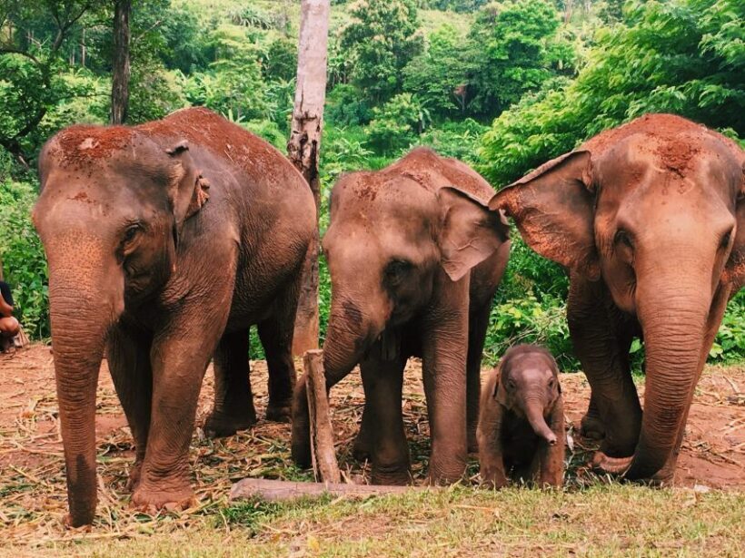 Chiang Mai: Doi Inthanon Park Hiking & Elephants Sanctuary - An Honest Look at the Experience