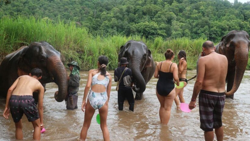 Chiang Mai: Doi Inthanon Park Hiking & Elephants Sanctuary - Authentic Experiences and Authenticity