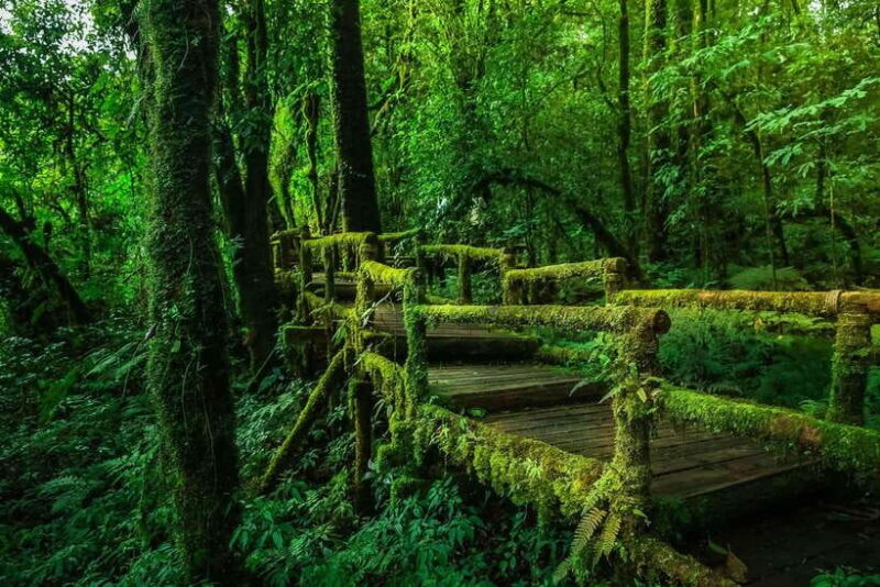 Chiang Mai: Doi Inthanon Trip with Pha Dok Siew Guided Trek - Key Points