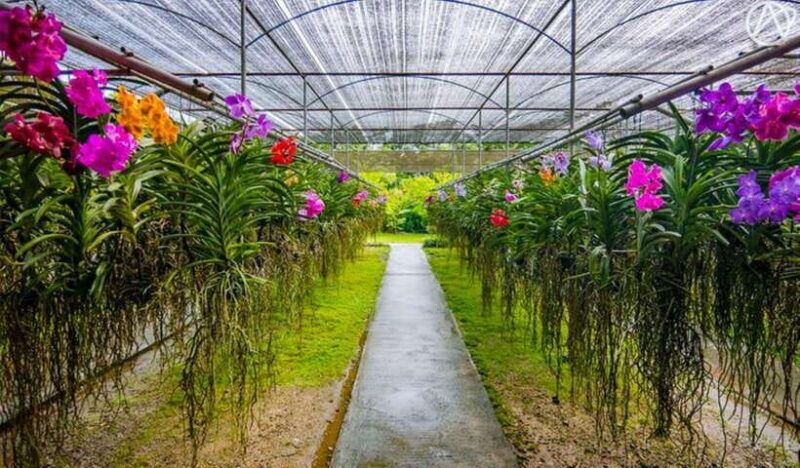 Chiang Mai: Doi Suthep, Orchid Farm and Waterfall with Lunch - Practical Notes and Tips