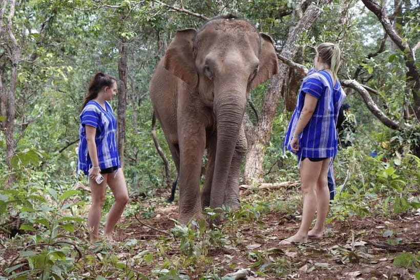Chiang Mai: Elephant Dream Project Sanctuary - Full Day - Introduction