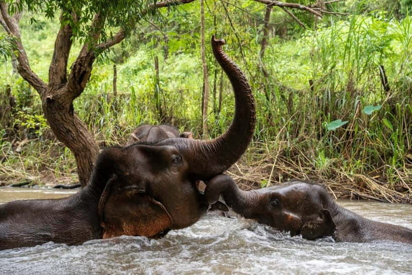 Chiang Mai: Elephant Dream Project Sanctuary - Full Day - What’s Included and What to Consider