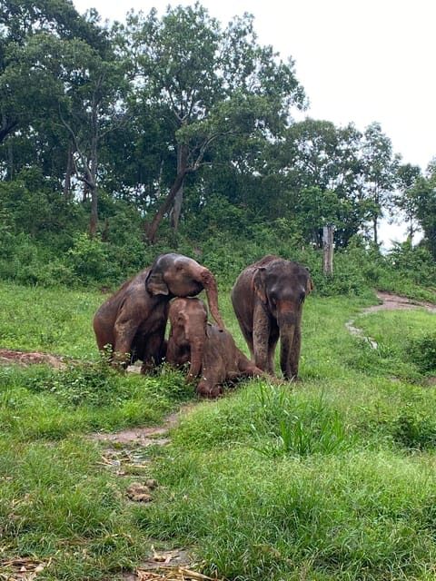 Chiang Mai: Elephant Dream Project Sanctuary - Full Day - FAQ