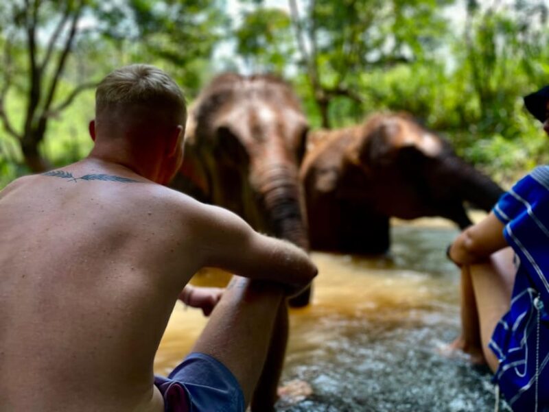 Chiang Mai: Elephant Dream Project Sanctuary - Half-Day - Key Points