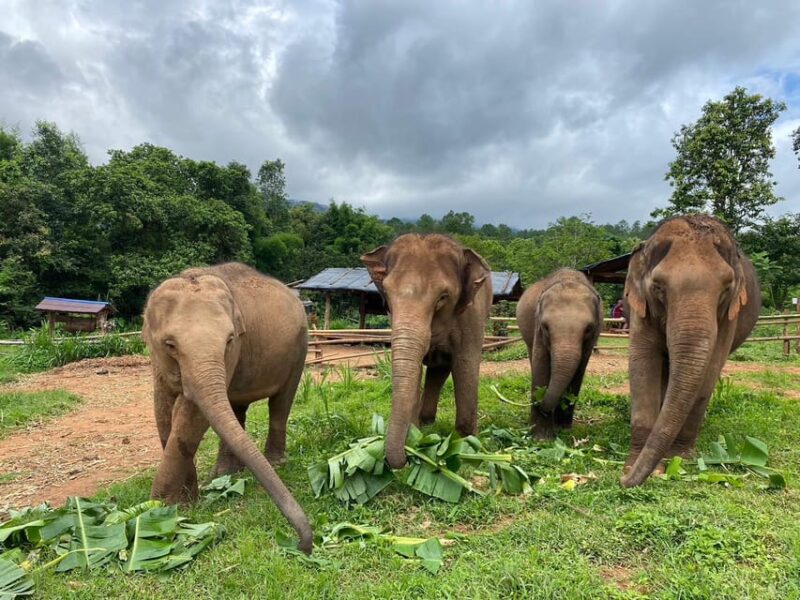 Chiang Mai: Elephant Dream Project Sanctuary - Half-Day - Practical Tips for the Trip