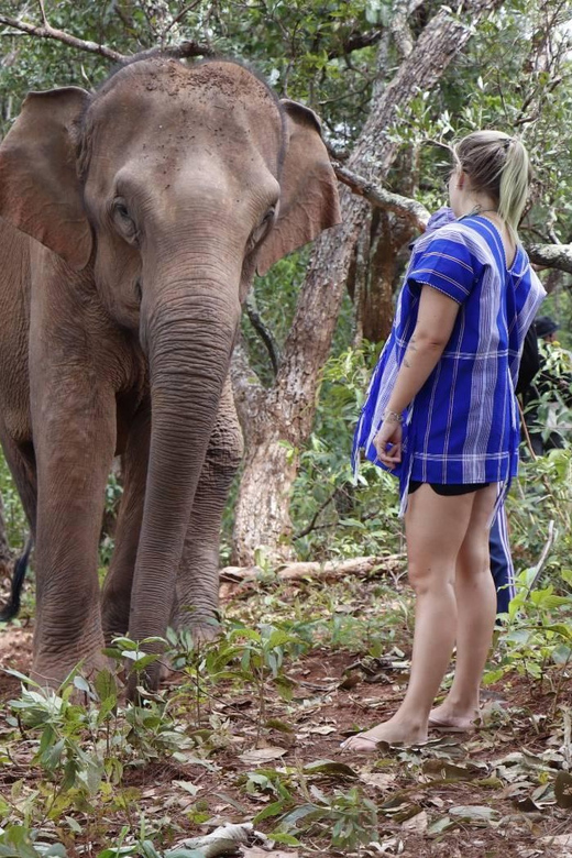 Chiang Mai: Elephant Dream Project Sanctuary - Half-Day - FAQs