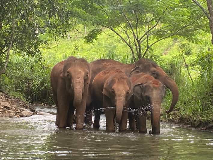 Chiang Mai: Elephant Dream Project Sanctuary - Half-Day - Final Thoughts