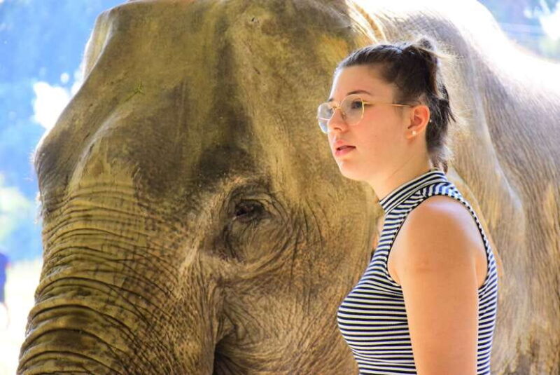 Chiang Mai: Elephant Feeding Experience - Key Points