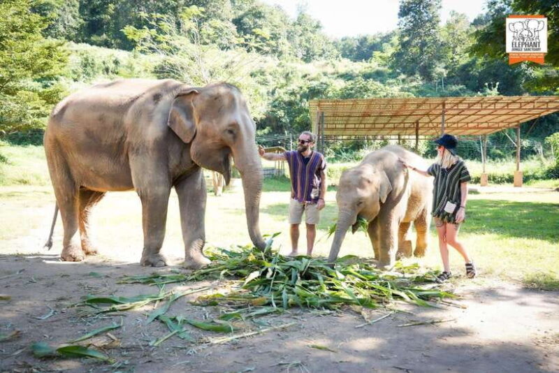 Chiang Mai Elephant Jungle Sanctuary &Mama Noi Cooking Class - Authentic Experiences and Real Feedback