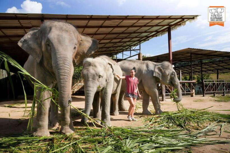 Chiang Mai Elephant Jungle Sanctuary &Mama Noi Cooking Class - FAQs